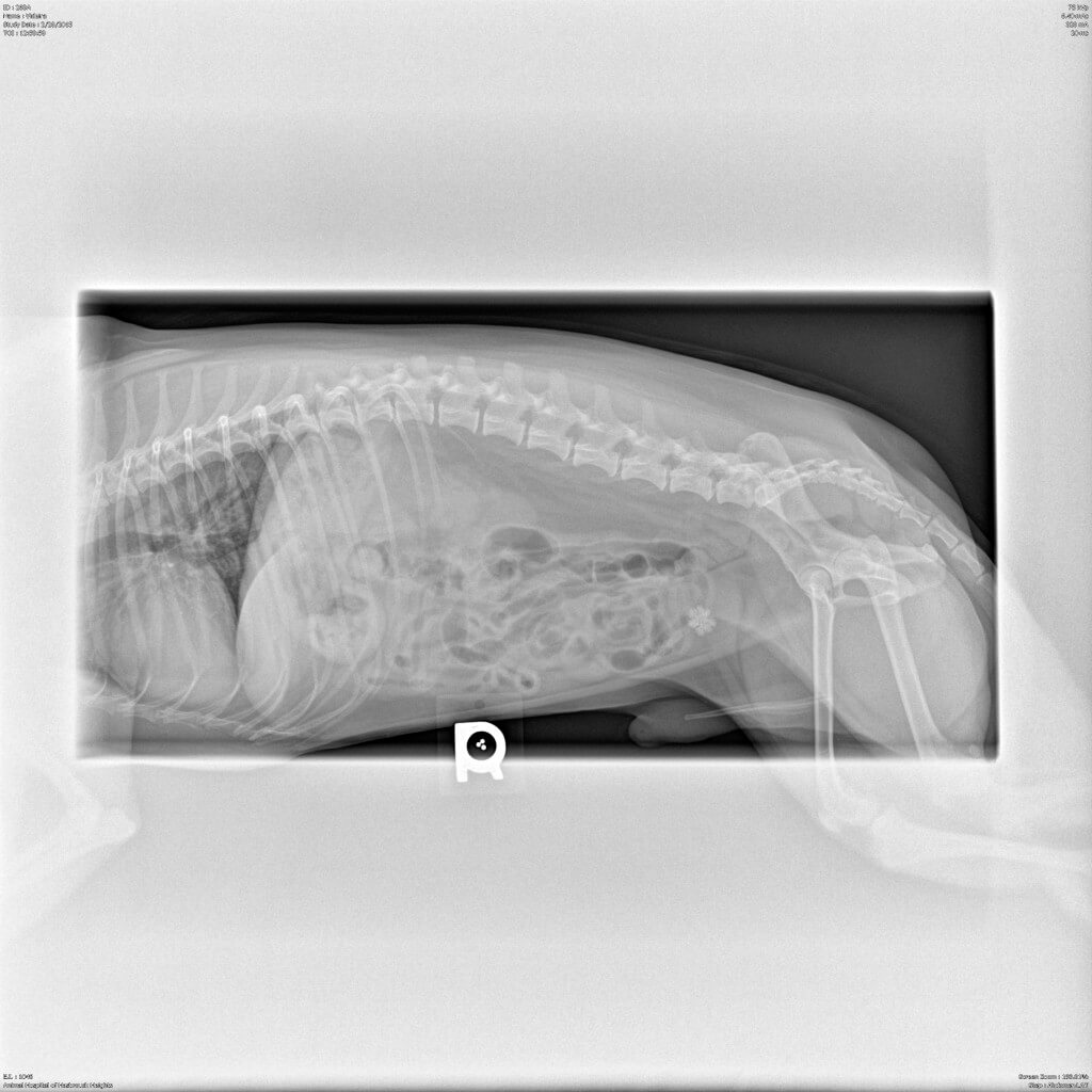 Pet Diagnostic Test Bergen County NJ